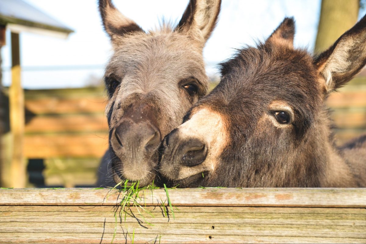 Avoid Feeding Donkeys Marijuana Buds - Mushroom Masters