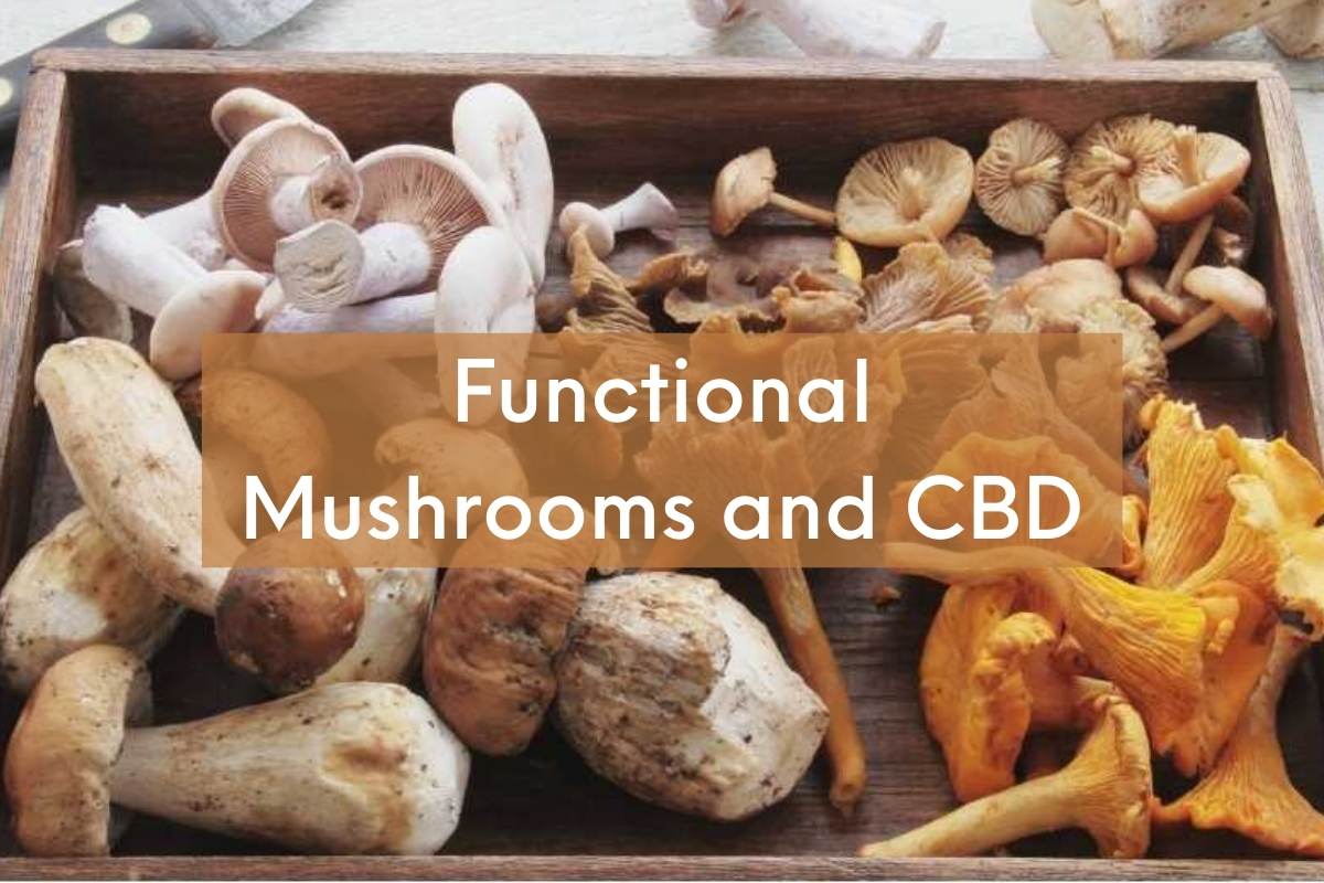 What You Need to Know About Functional Mushrooms and CBD - Mushroom Masters