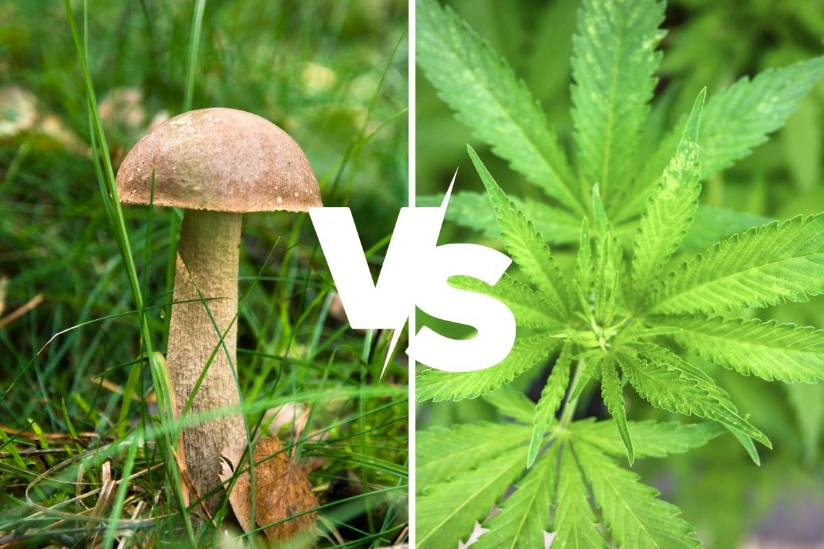 Mushroom Versus Cannabis: A Detailed Comparison - Mushroom Masters